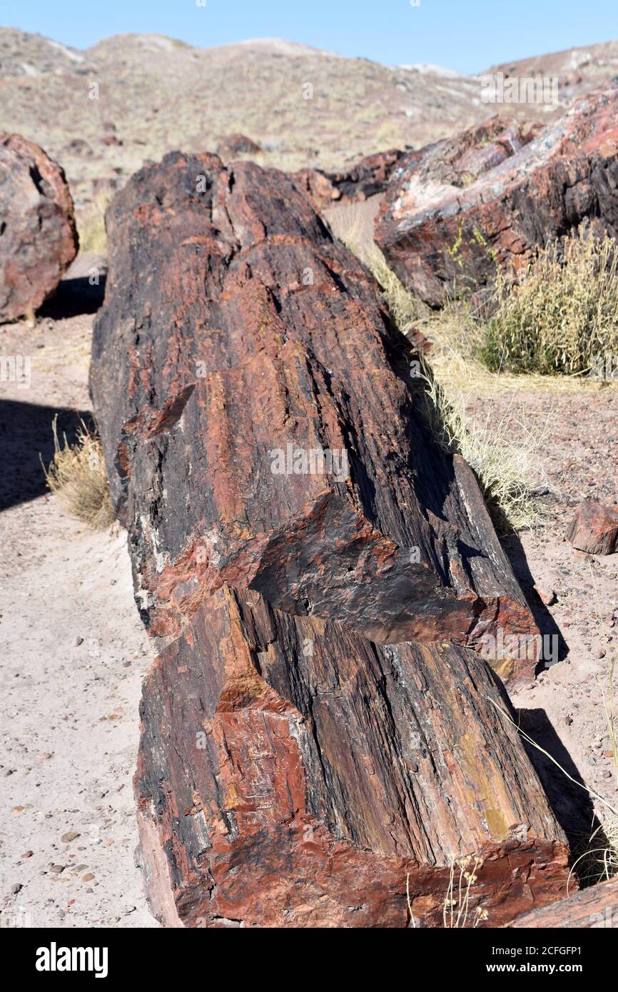 Petrified look hi-res stock photography and images - Alamy