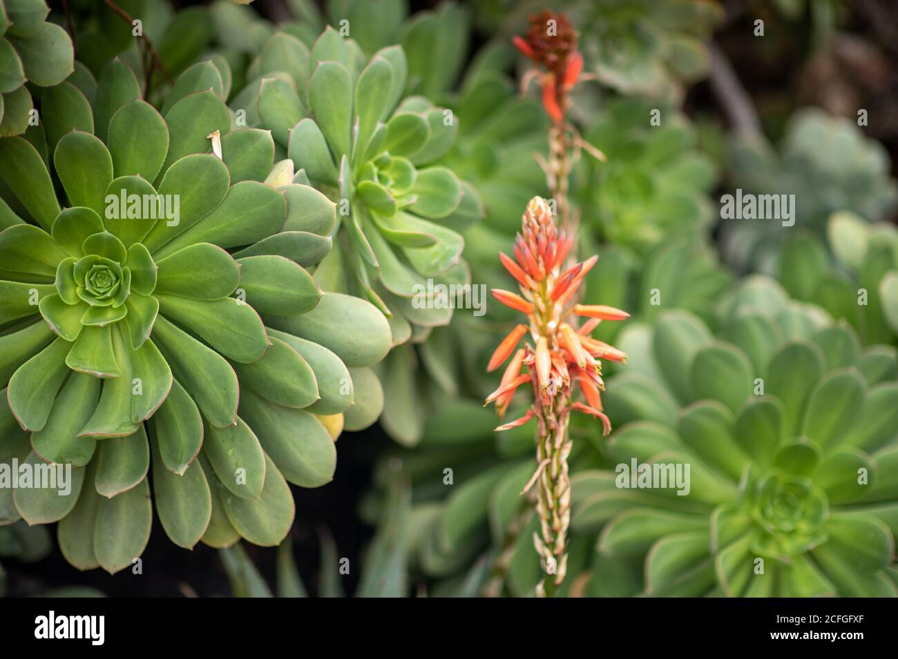 Cluster of succulent leaves hi-res stock photography and images - Alamy