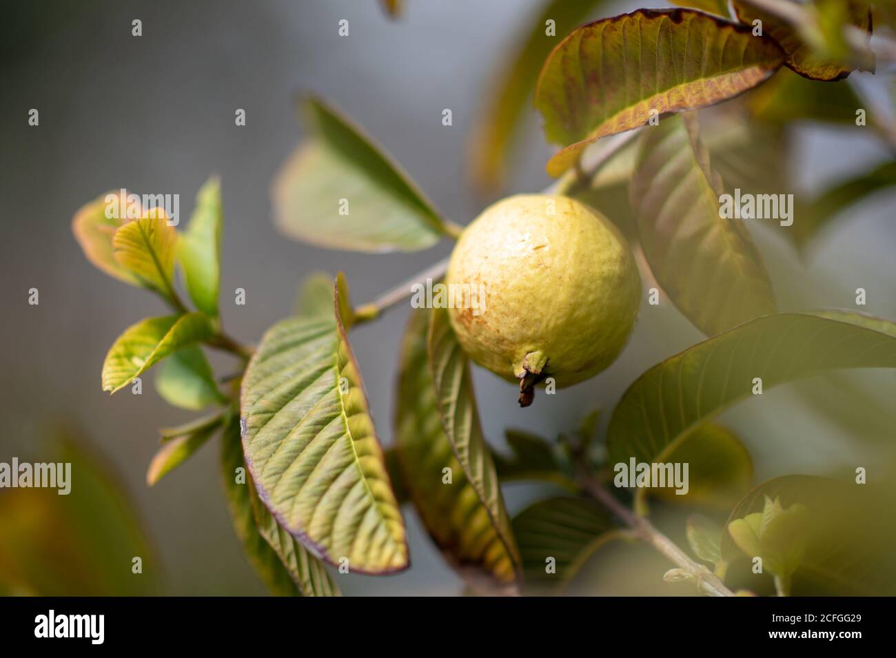 Guava plant hi-res stock photography and images - Alamy
