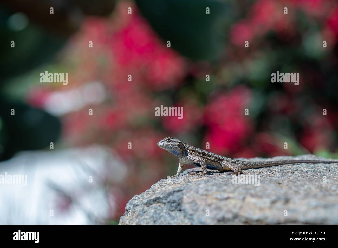 Abstract lizards hi-res stock photography and images - Alamy