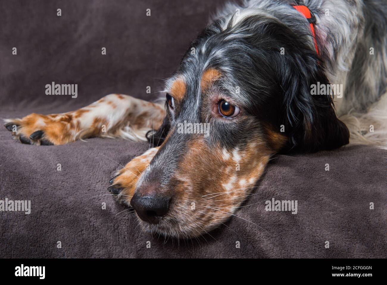 Beautiful English Setter with brown spots sleeping Stock Photo - Alamy