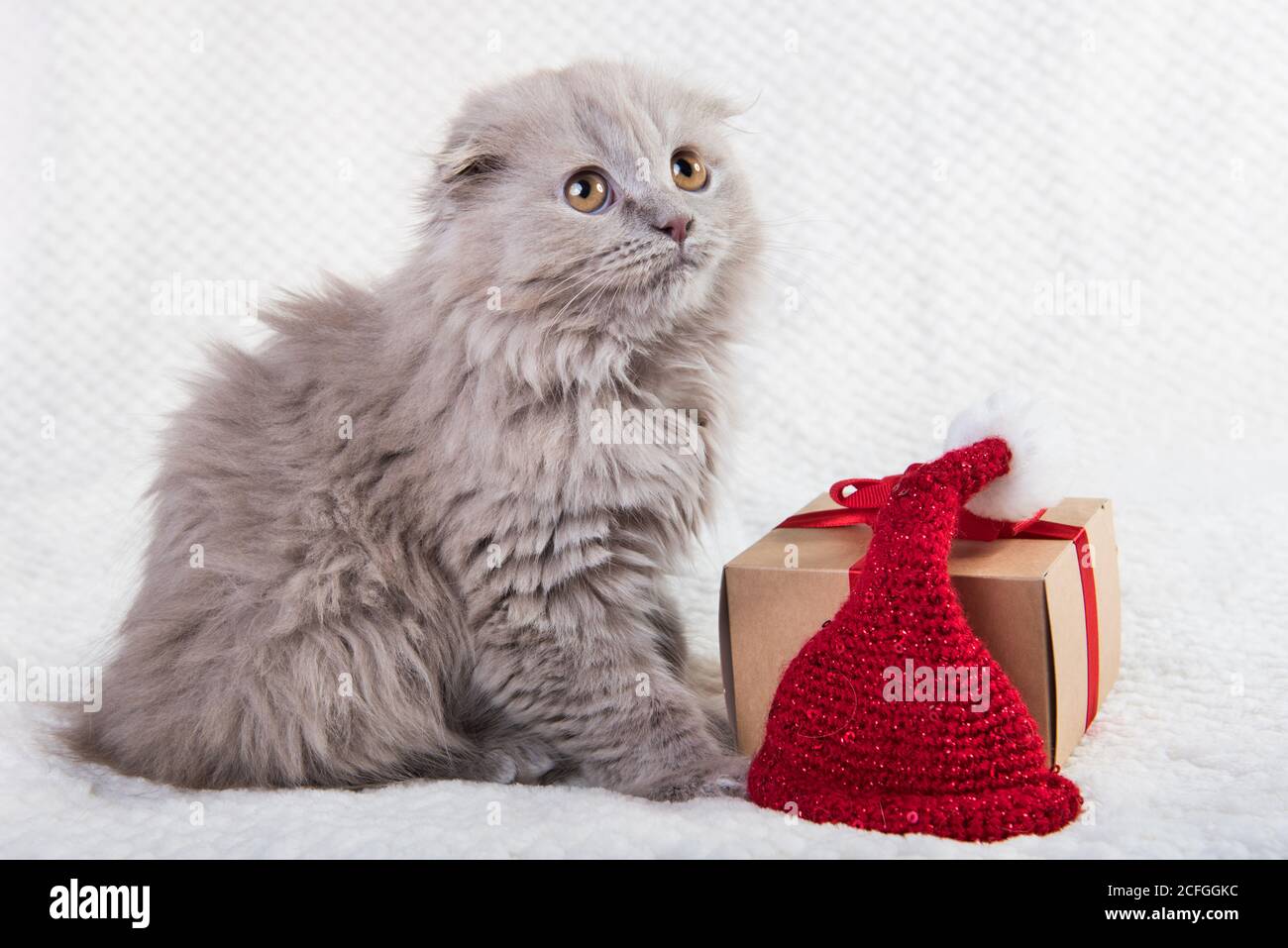 Scottish fold Highland fold cat and gift box Stock Photo - Alamy