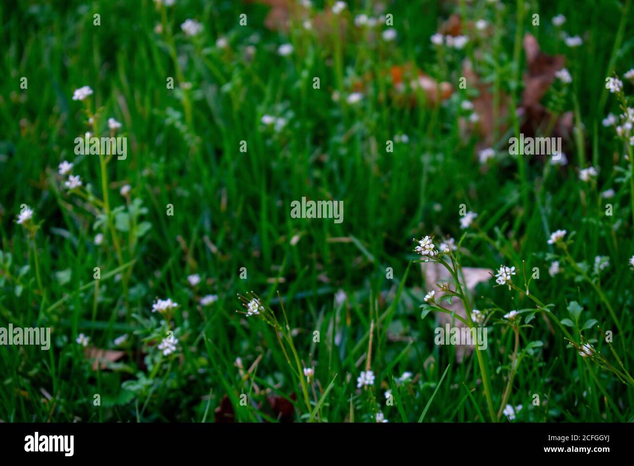 Small White Flowers in a Patch of Green Grass Stock Photo - Alamy