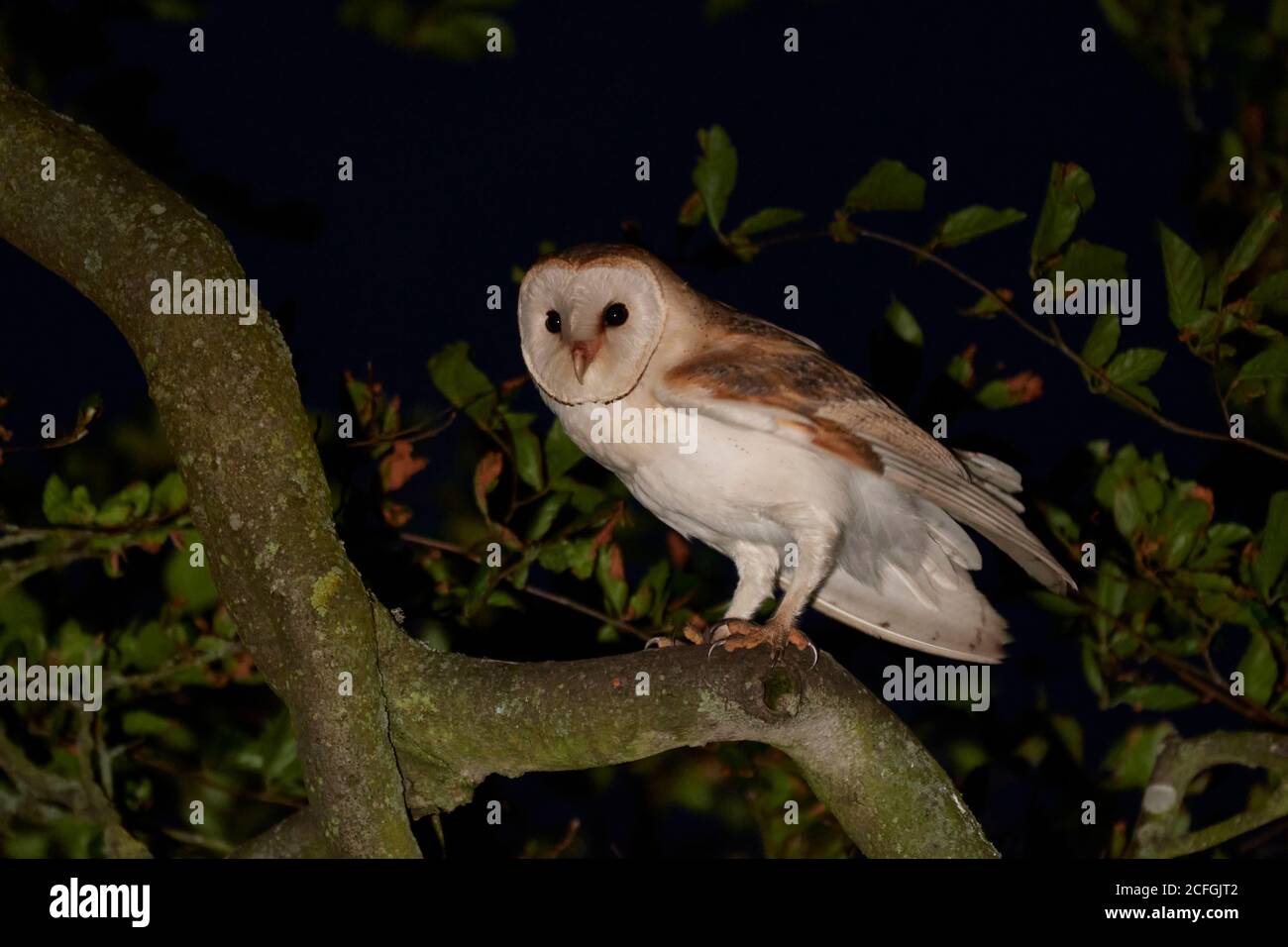 Adult Barn Owl, Tyto alba, in beech tree at night, West Lothian ...