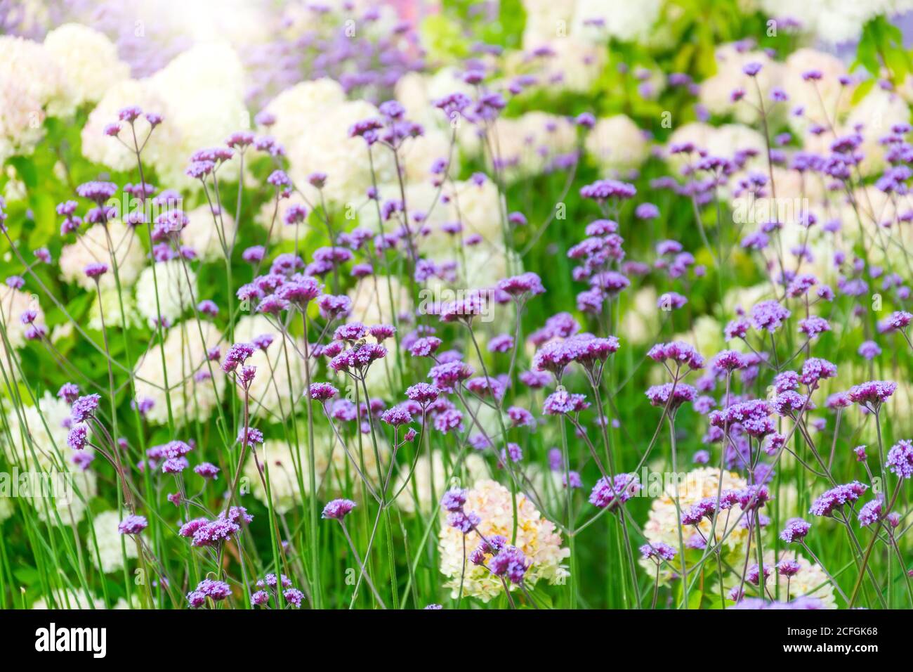 Verbena Bonariensis is a purple flower, hydrangea in the background ...