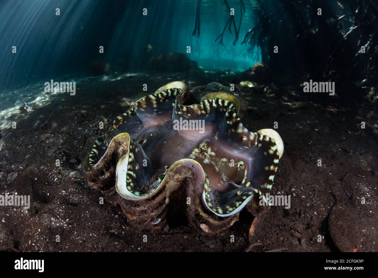 A giant clam, Tridacna squamosa, grows on the edge of a dark mangrove ...