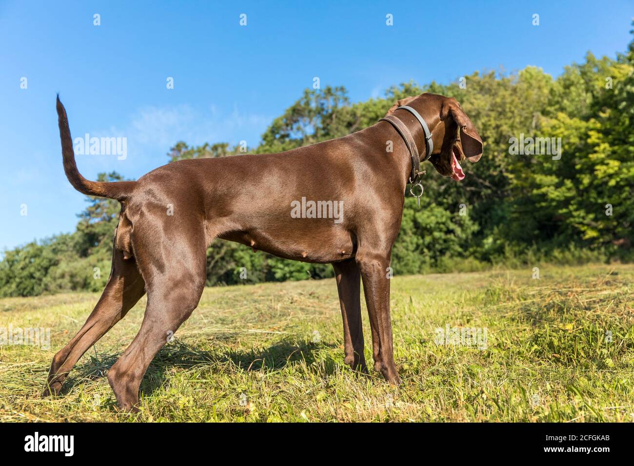 Brown hunting dog in the meadow. Help the hunter Stock Photo - Alamy