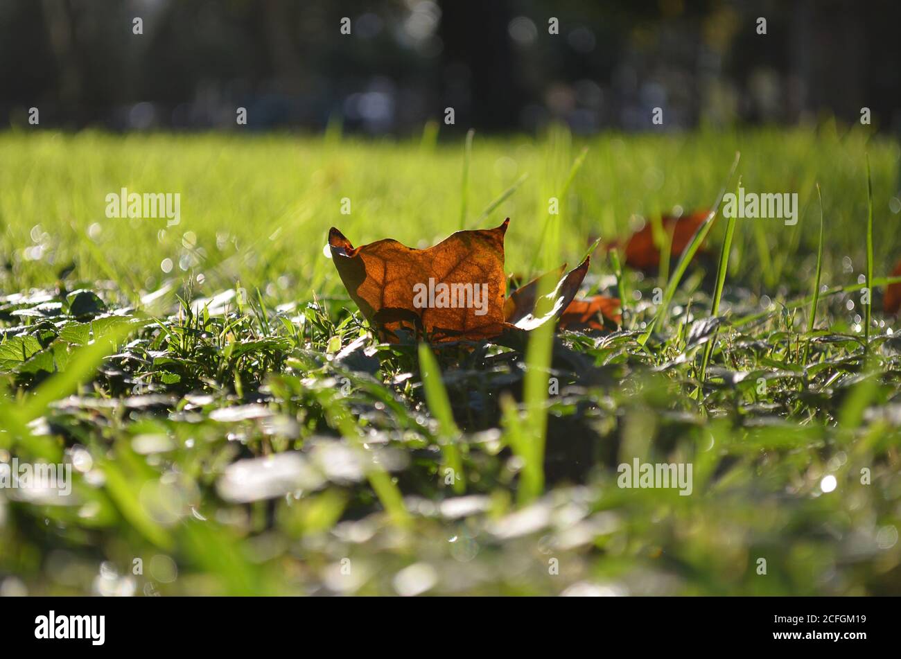 Grass dry leaves hi-res stock photography and images - Alamy