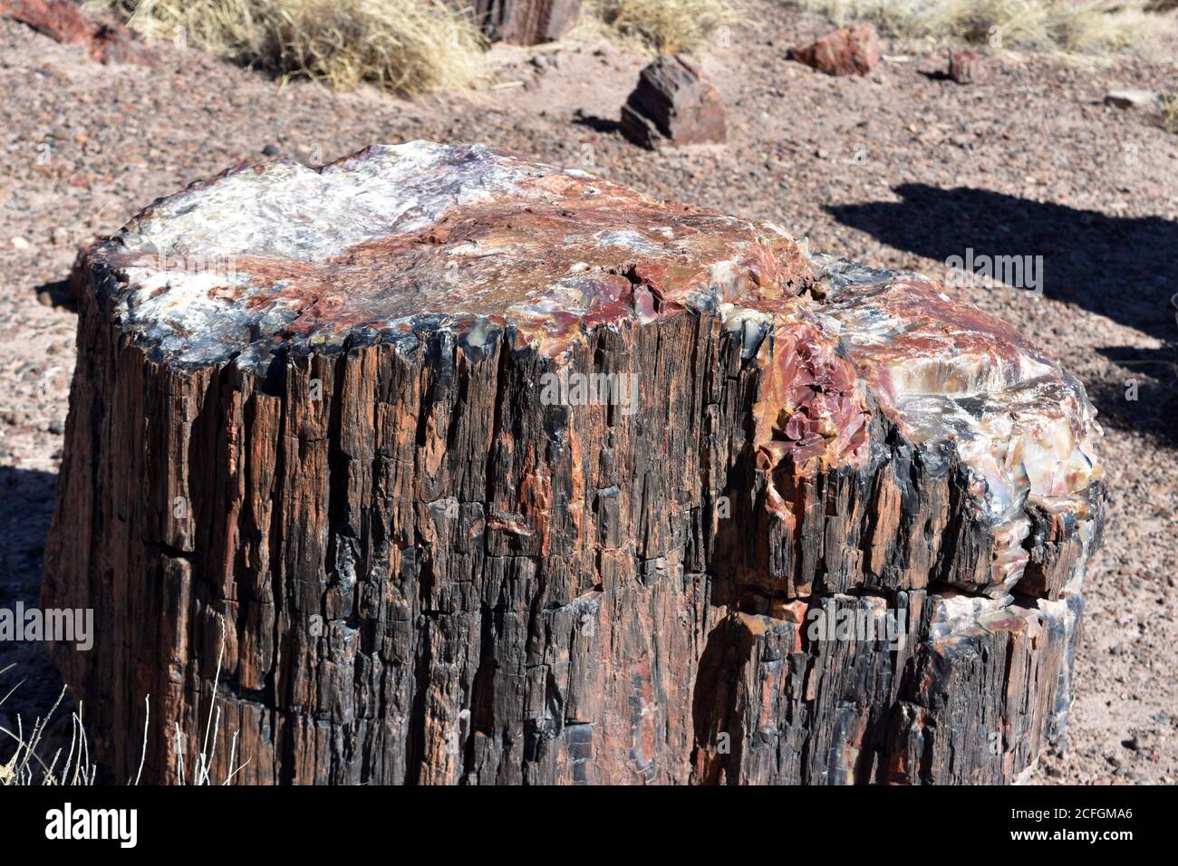 Slice of petrified log up close and personal Stock Photo - Alamy