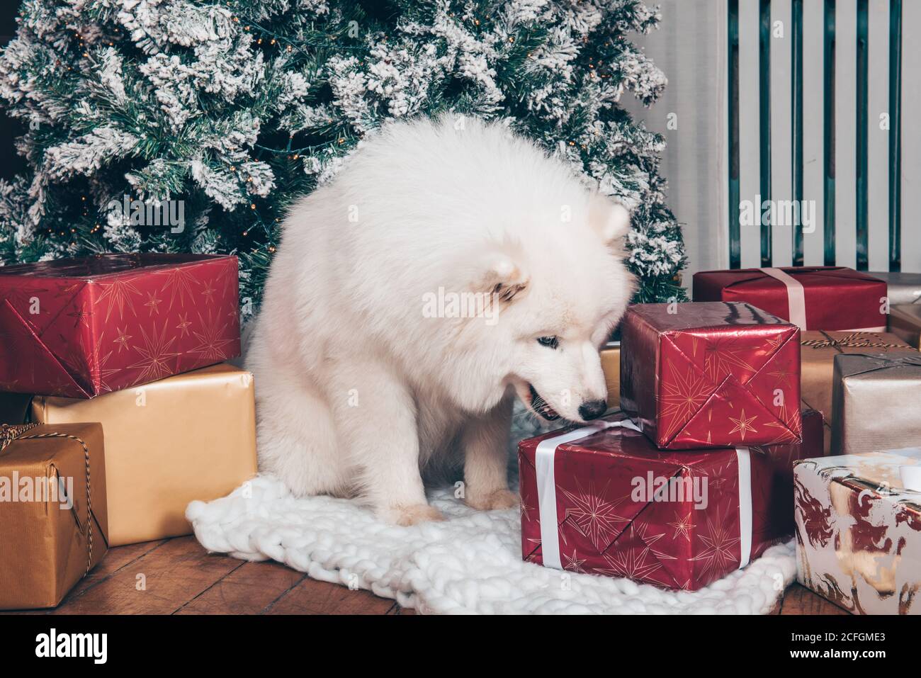 White dog Samoyed with gift boxes on New Year Stock Photo - Alamy