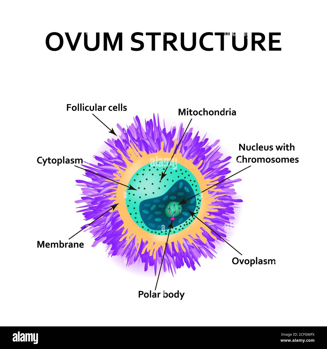 The fallopian tubes Cut Out Stock Images & Pictures - Alamy