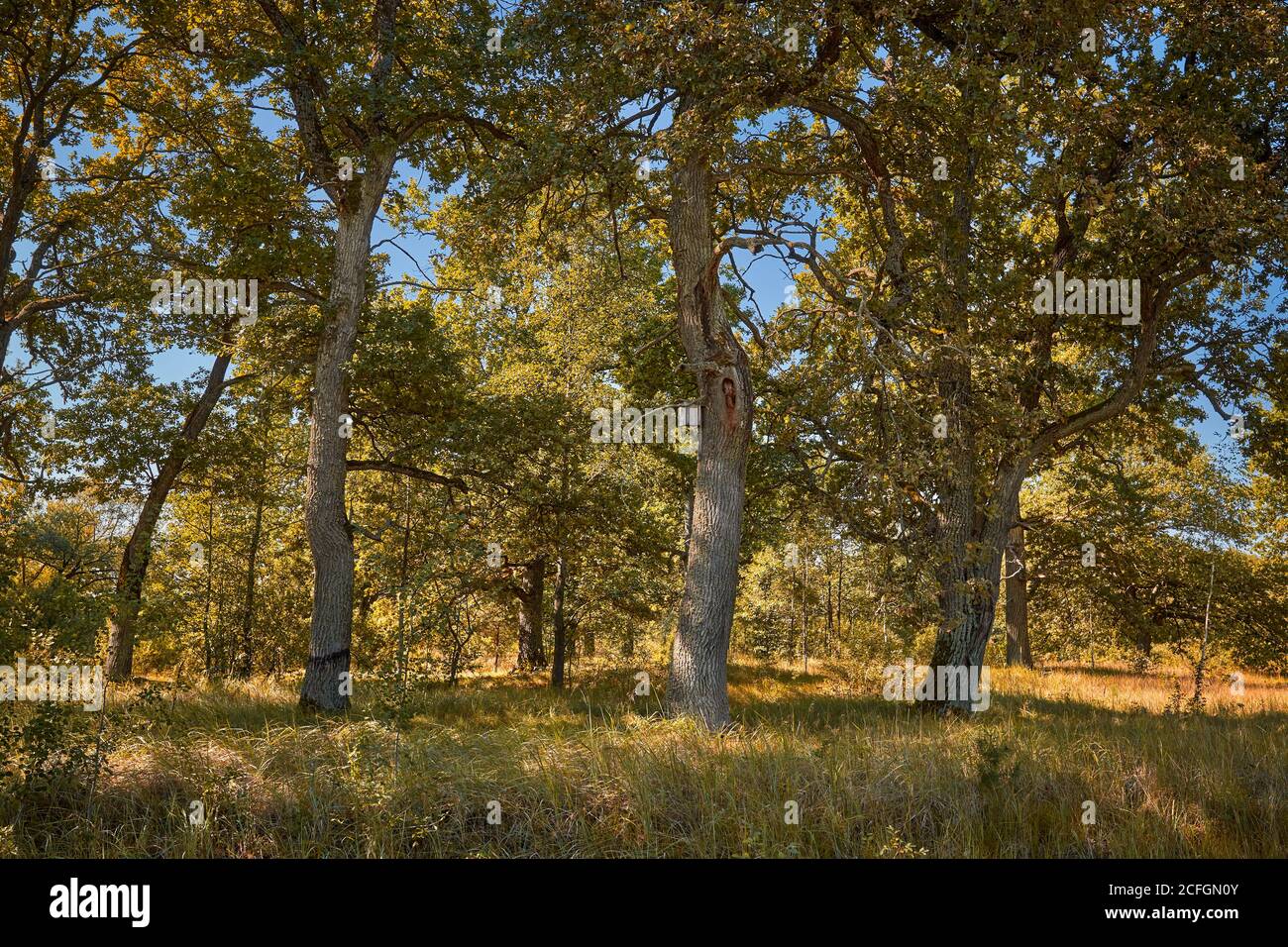 beautiful green nature with oak trees Stock Photo - Alamy