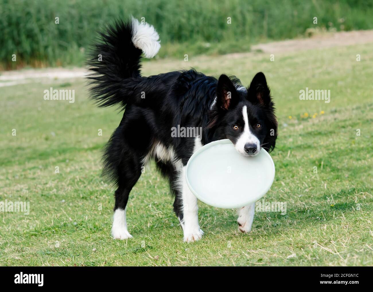 Black and white collie playing and jumping on the grass Stock Photo - Alamy