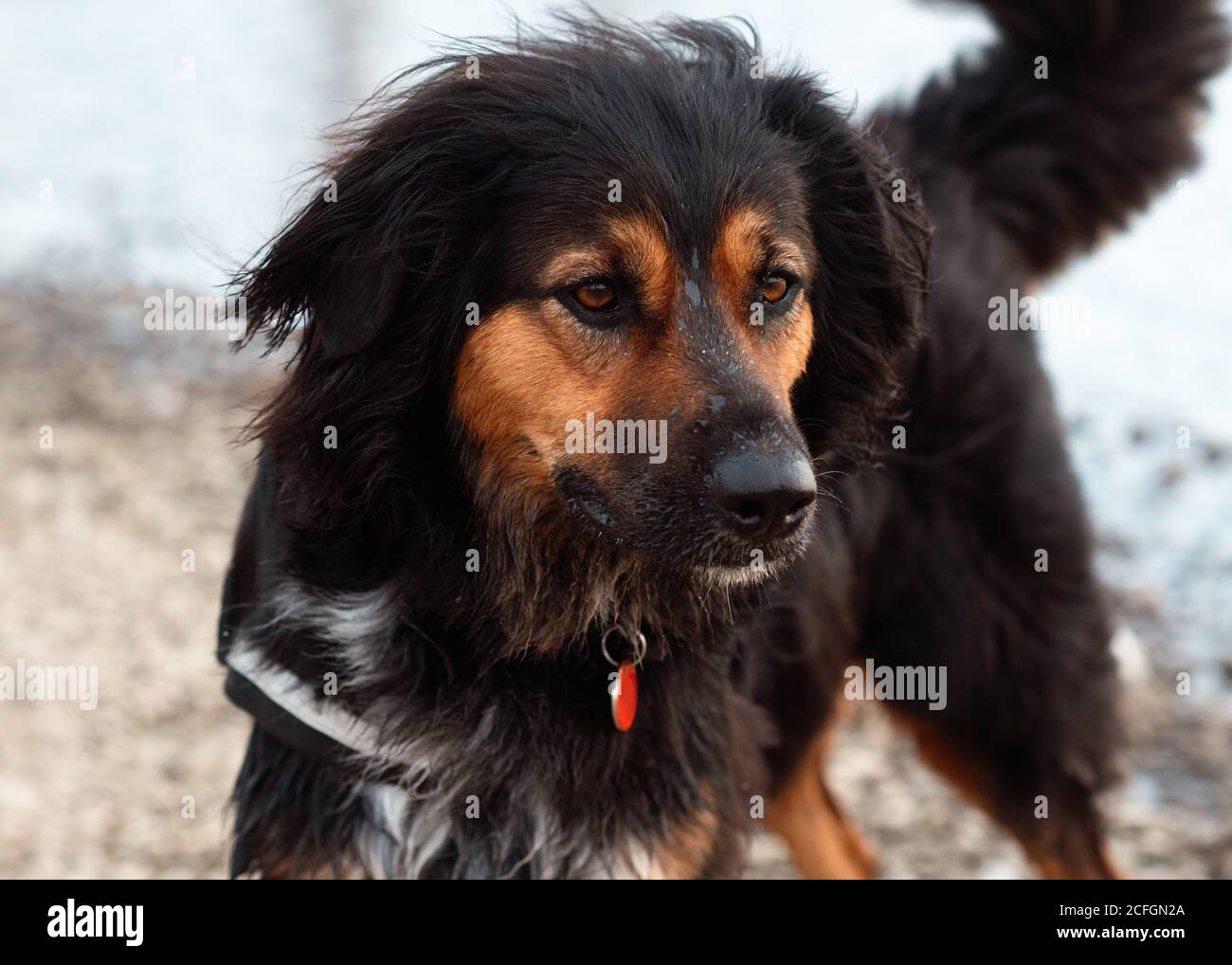 Grooming Dog High Resolution Stock Photography and Images - Alamy