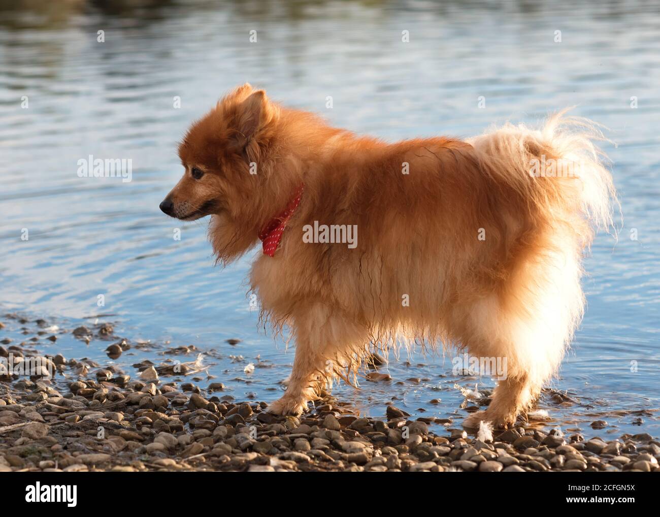 Spitz pomeranian hi-res stock photography and images - Alamy