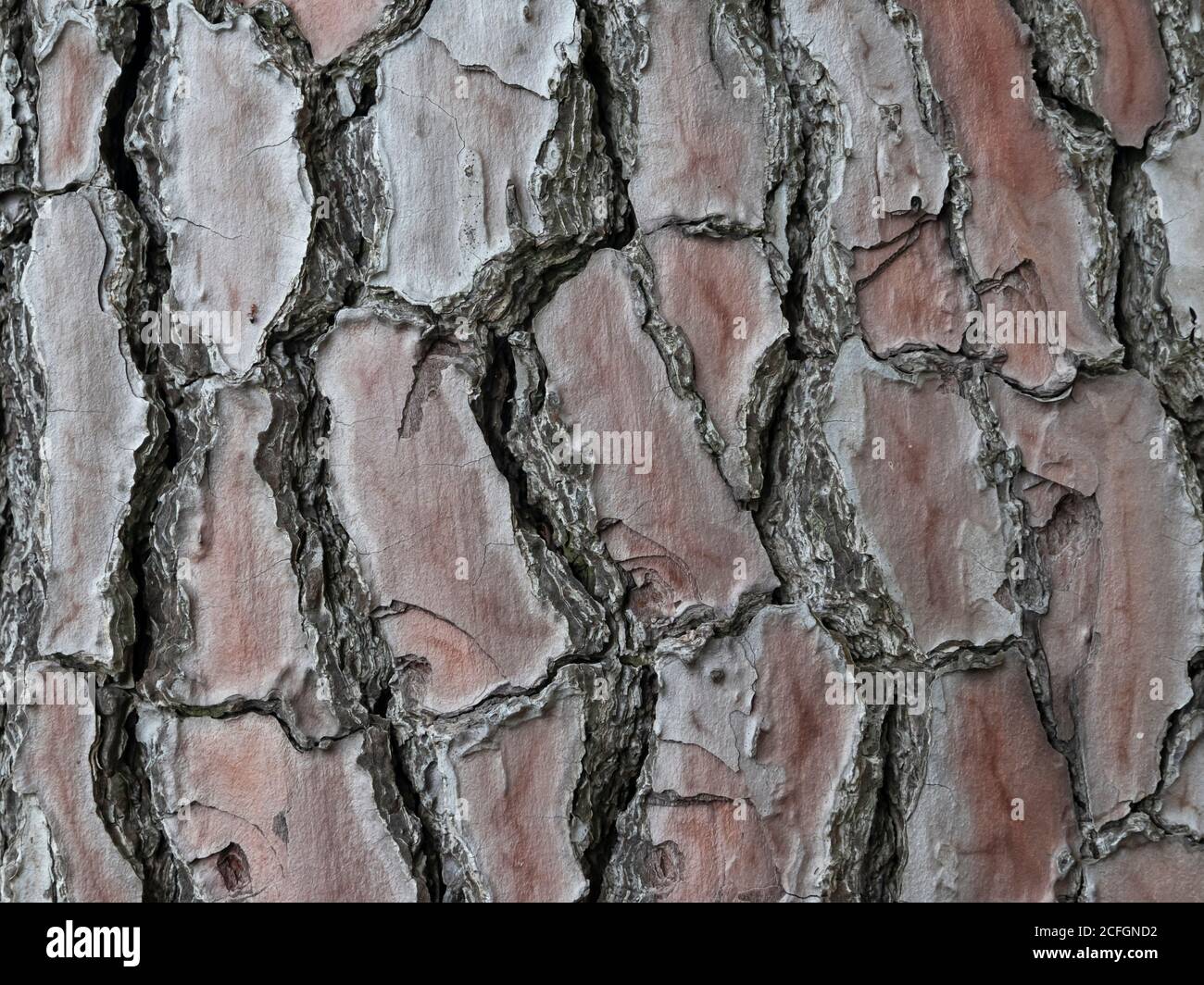 large, tree bark background texture, close up Stock Photo - Alamy