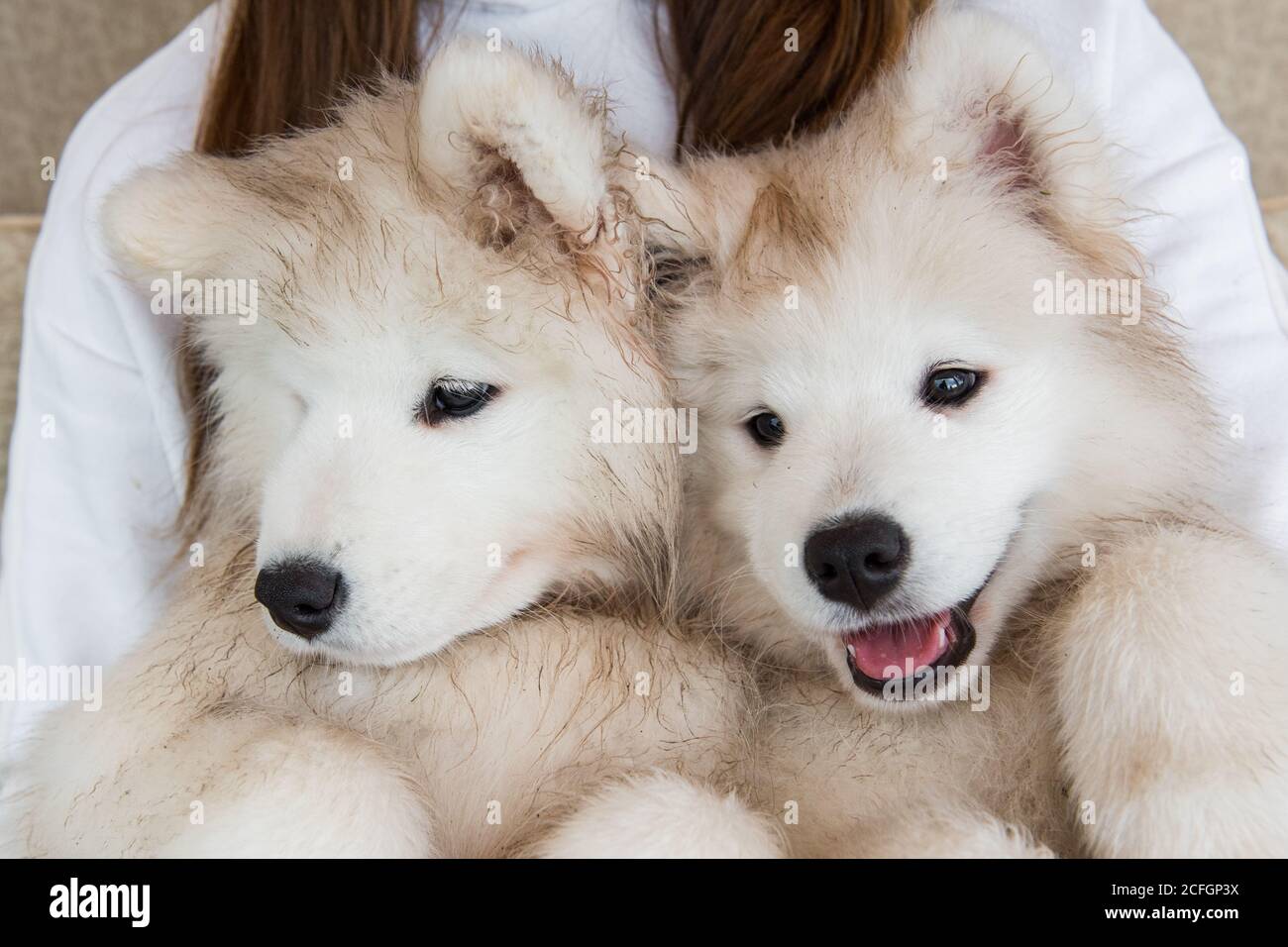 Samoyed face hi-res stock photography and images - Alamy