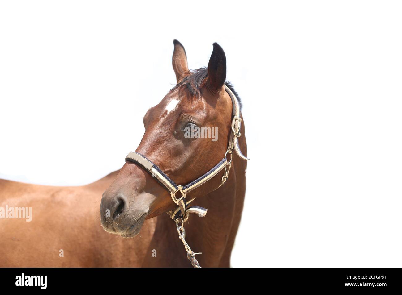 Equine magazine cover hi-res stock photography and images - Alamy