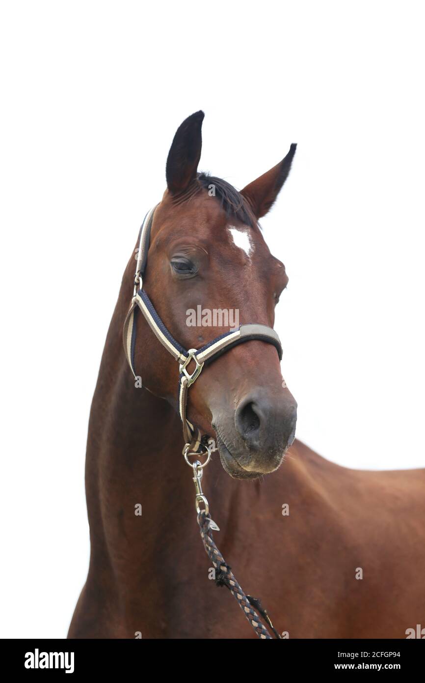 Thoroughbred stallion posing for cameras against white colored ...