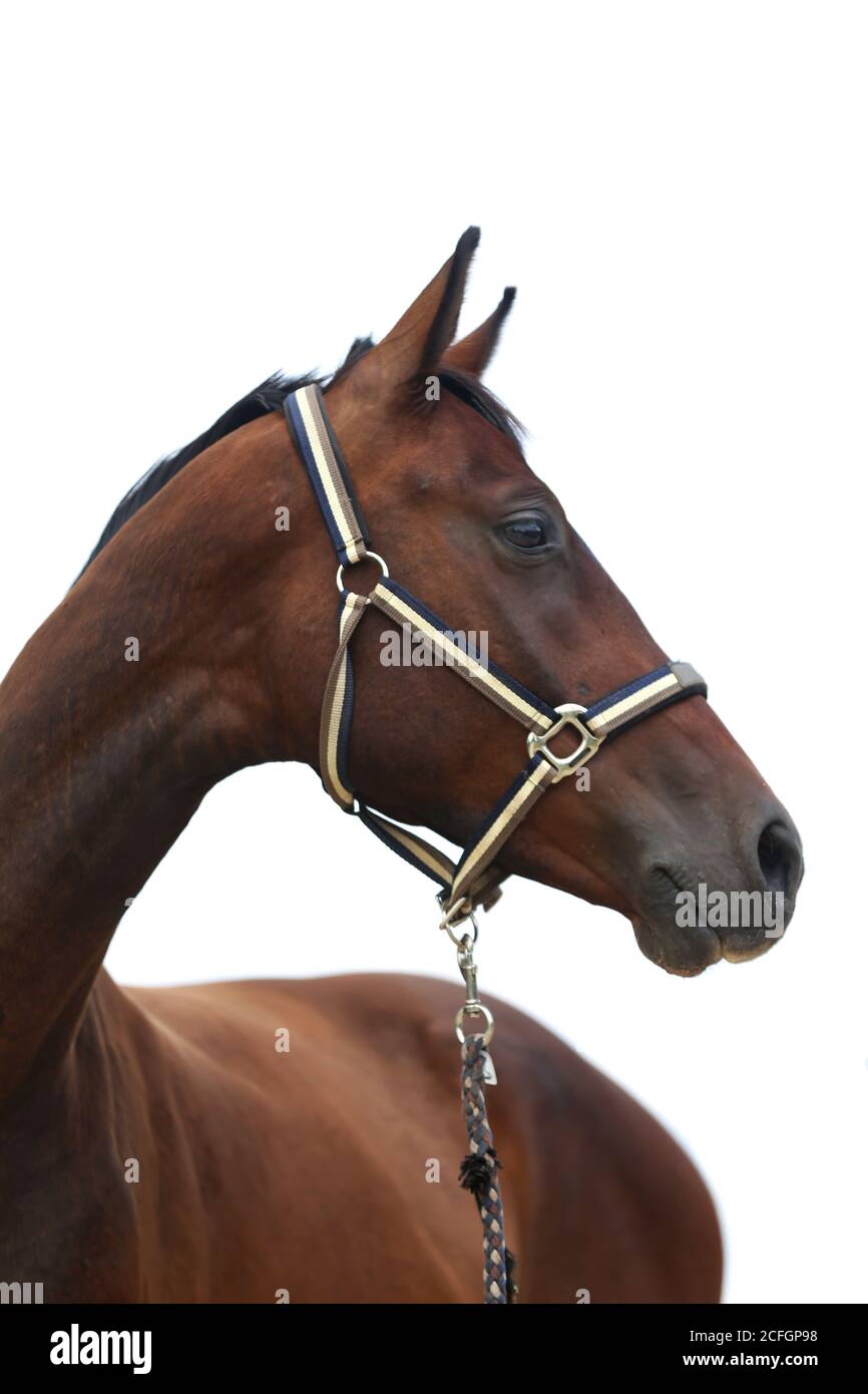 Side view portrait of a beautiful saddle horse on white background ...
