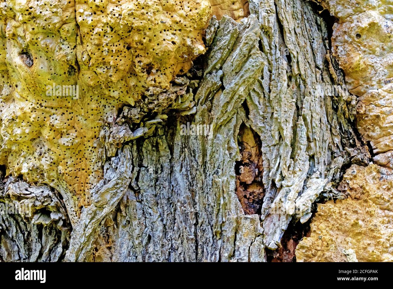 Insect infested fruit hi-res stock photography and images - Alamy
