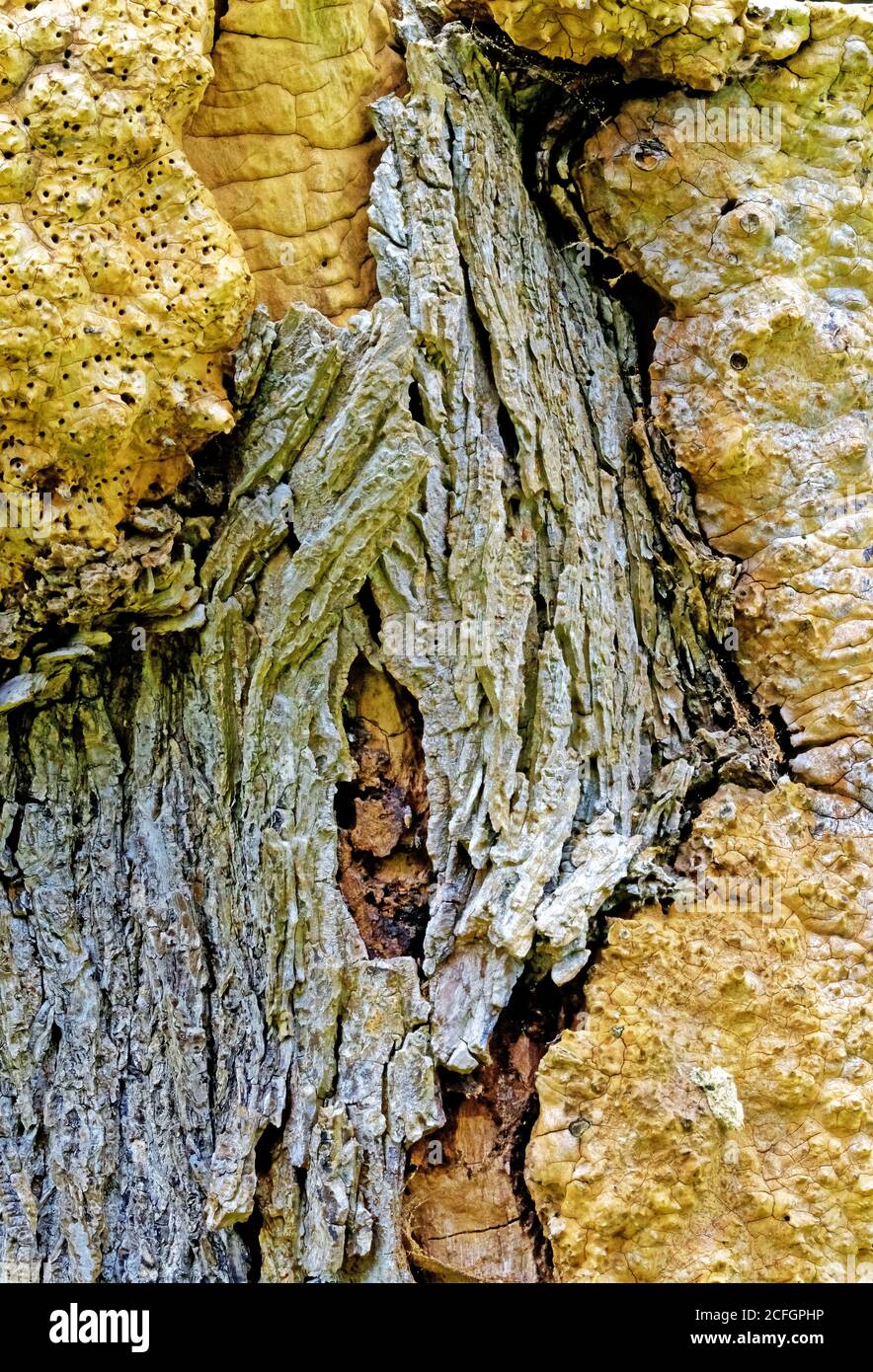 Ant insect infested knarled old tree stump Stock Photo - Alamy