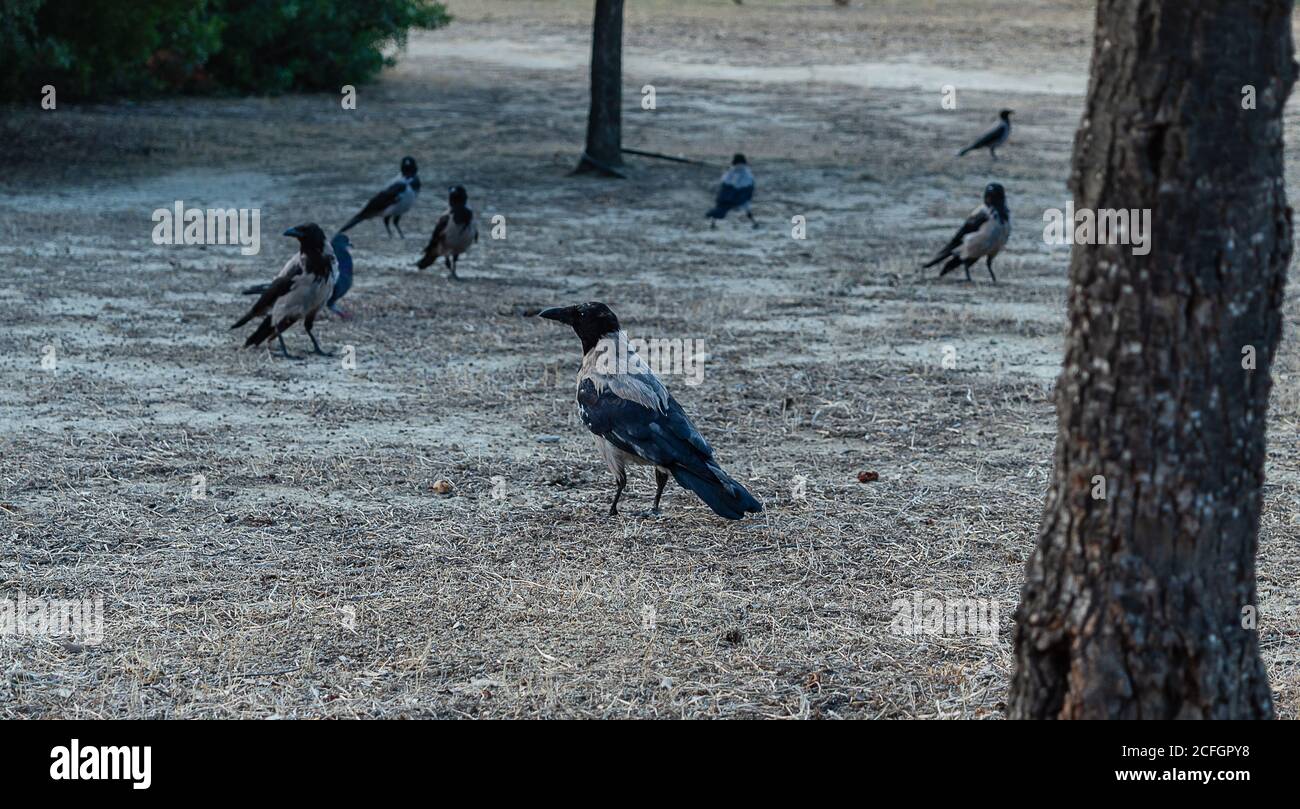 Multiple Hooded crows (Corvus cornix) - standing on the ground - Gray ...