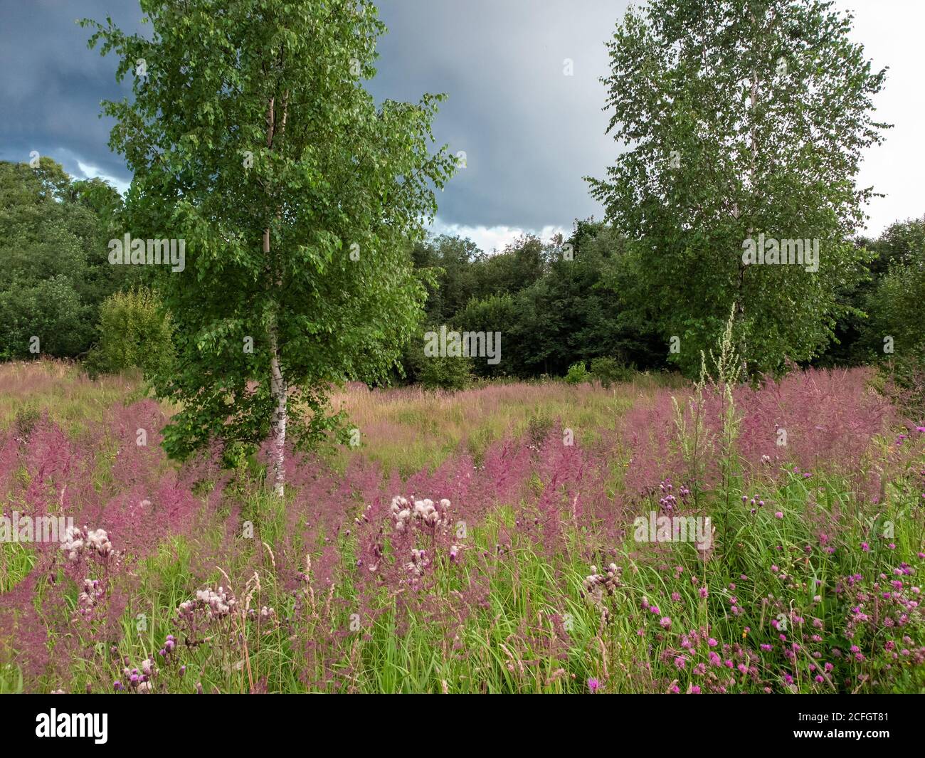 Wild summer weather hi-res stock photography and images - Alamy