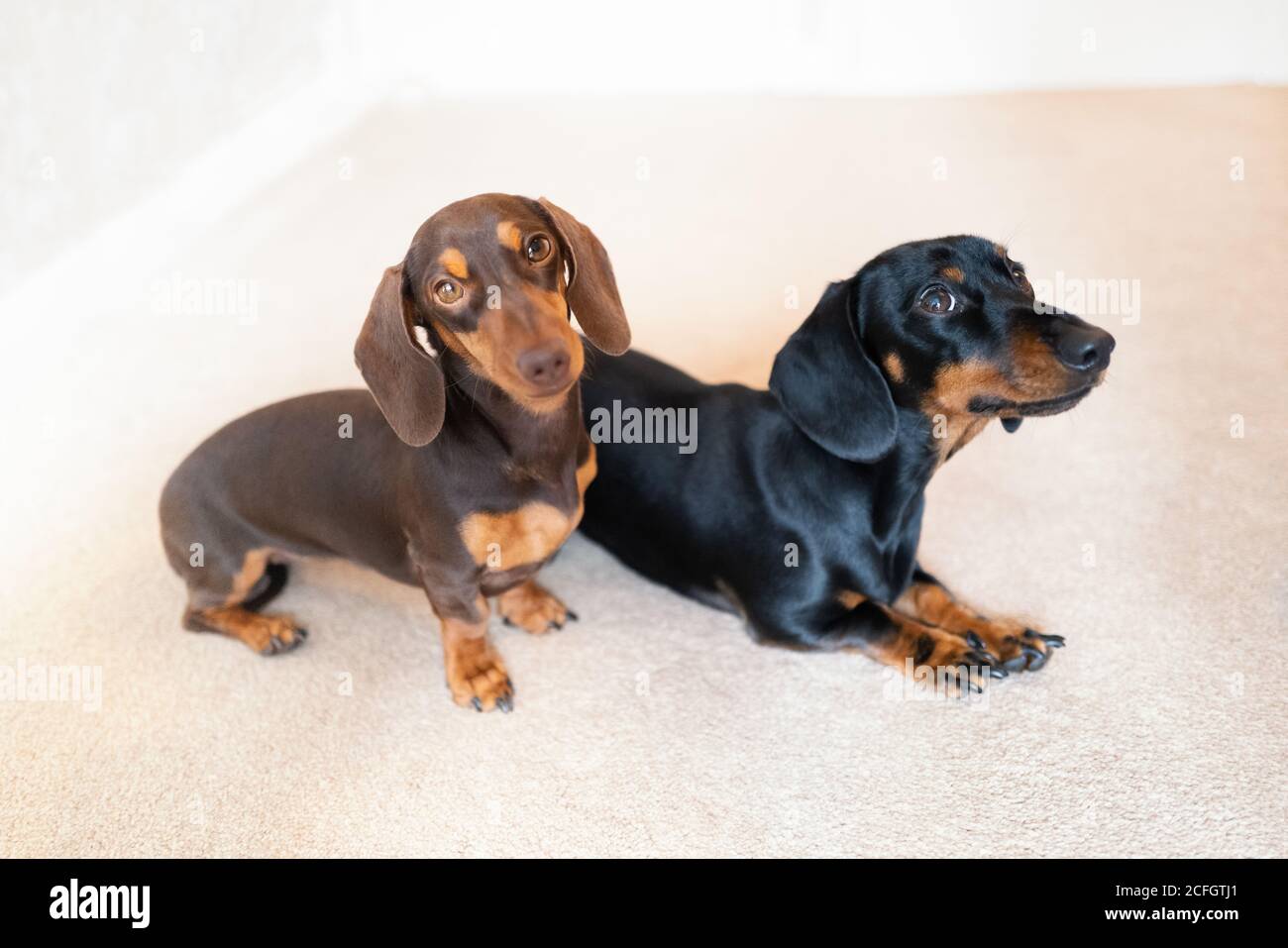 Blonde Short Haired Dachshund