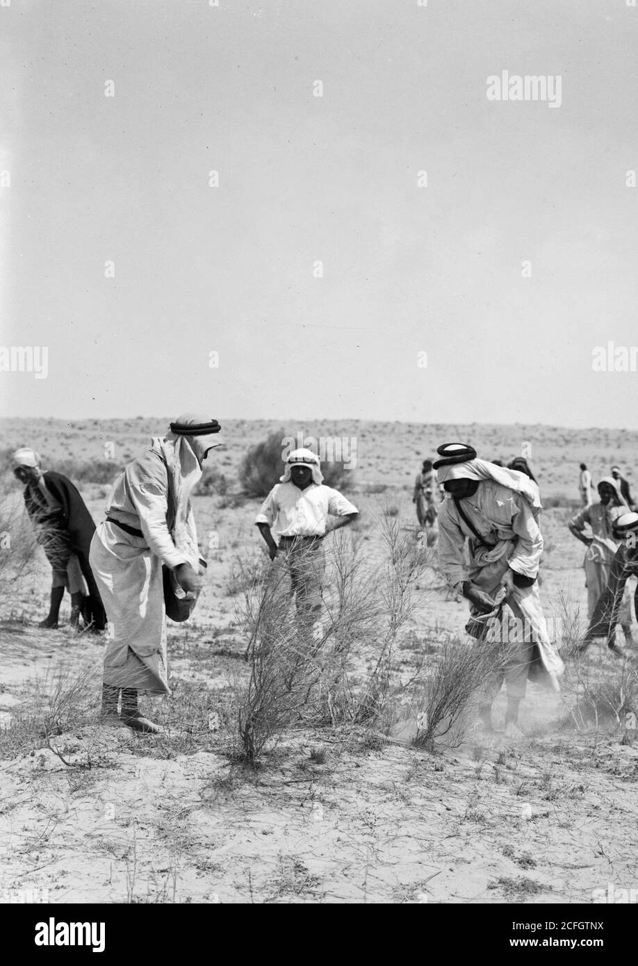 Locust plague historical hi-res stock photography and images - Alamy