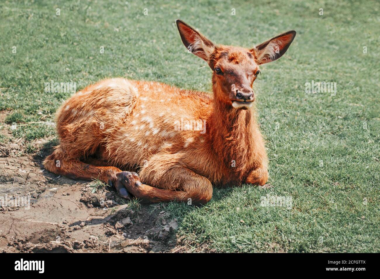 Deer lay in the grass hi-res stock photography and images - Alamy
