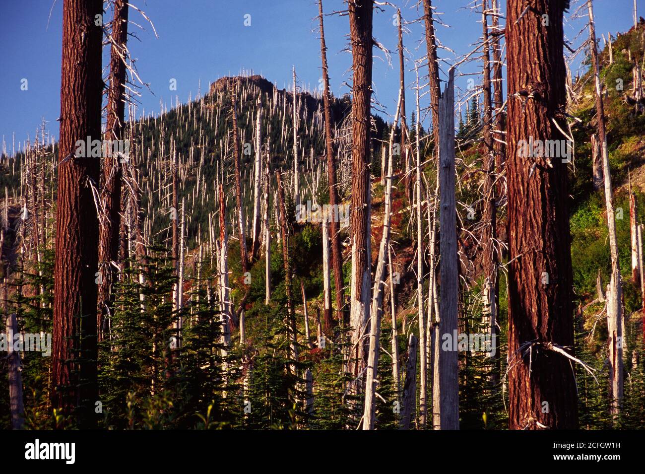 Devastated forest, Mt St Helens National Volcanic Monument, Washington ...