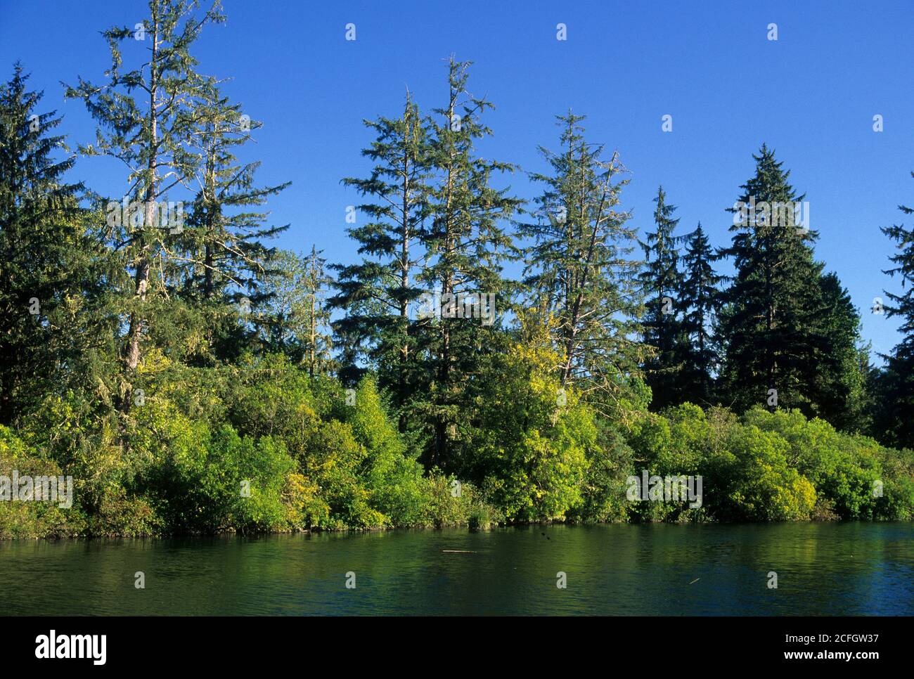 Steamboat Slough, Julia Butler Hansen Refuge for the Columbian White ...