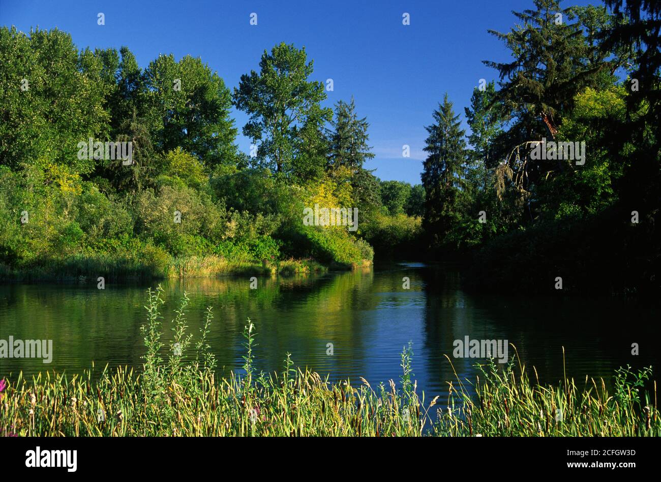 Steamboat Slough, Julia Butler Hansen Refuge for the Columbian White ...