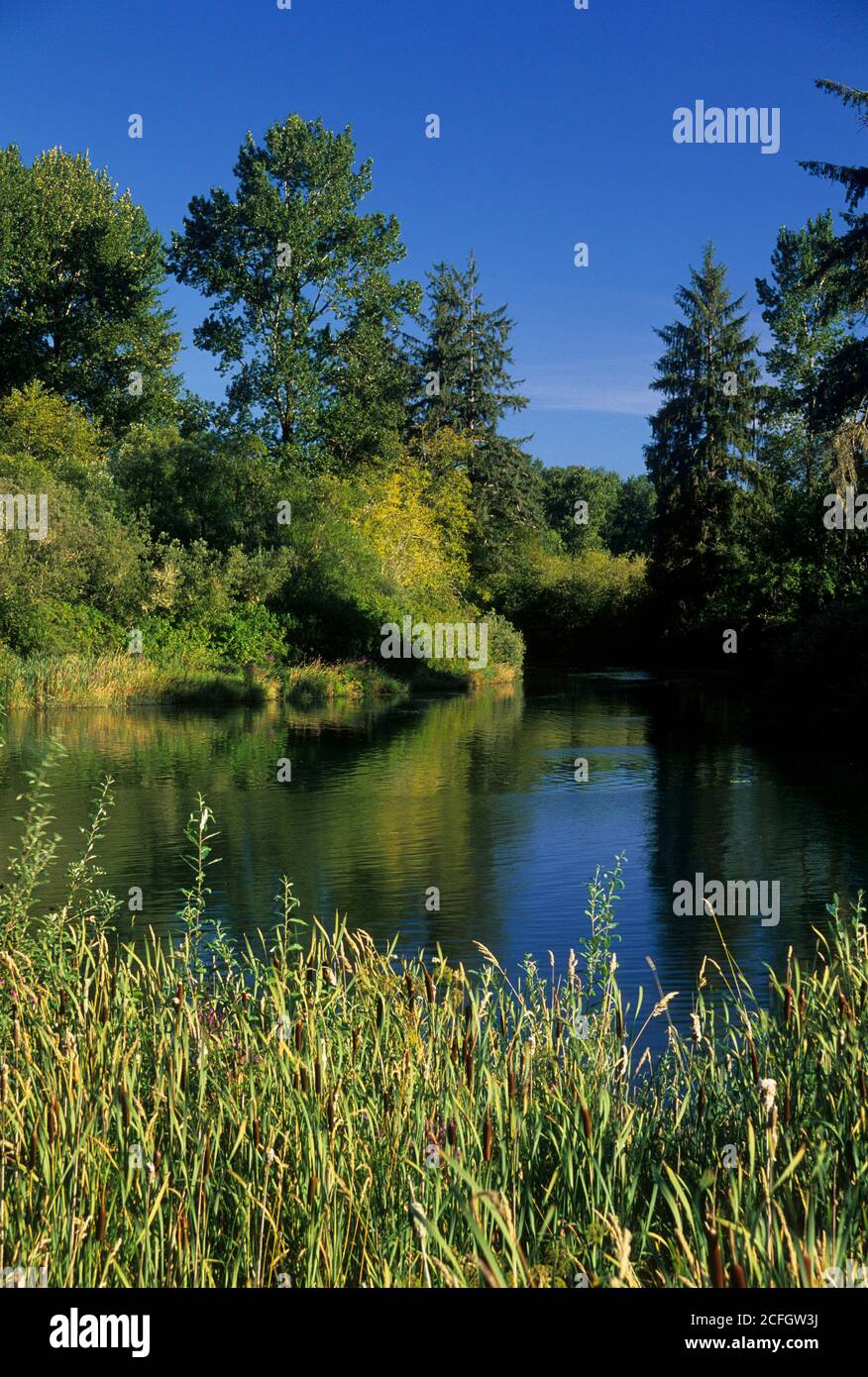 Steamboat Slough, Julia Butler Hansen Refuge for the Columbian White ...