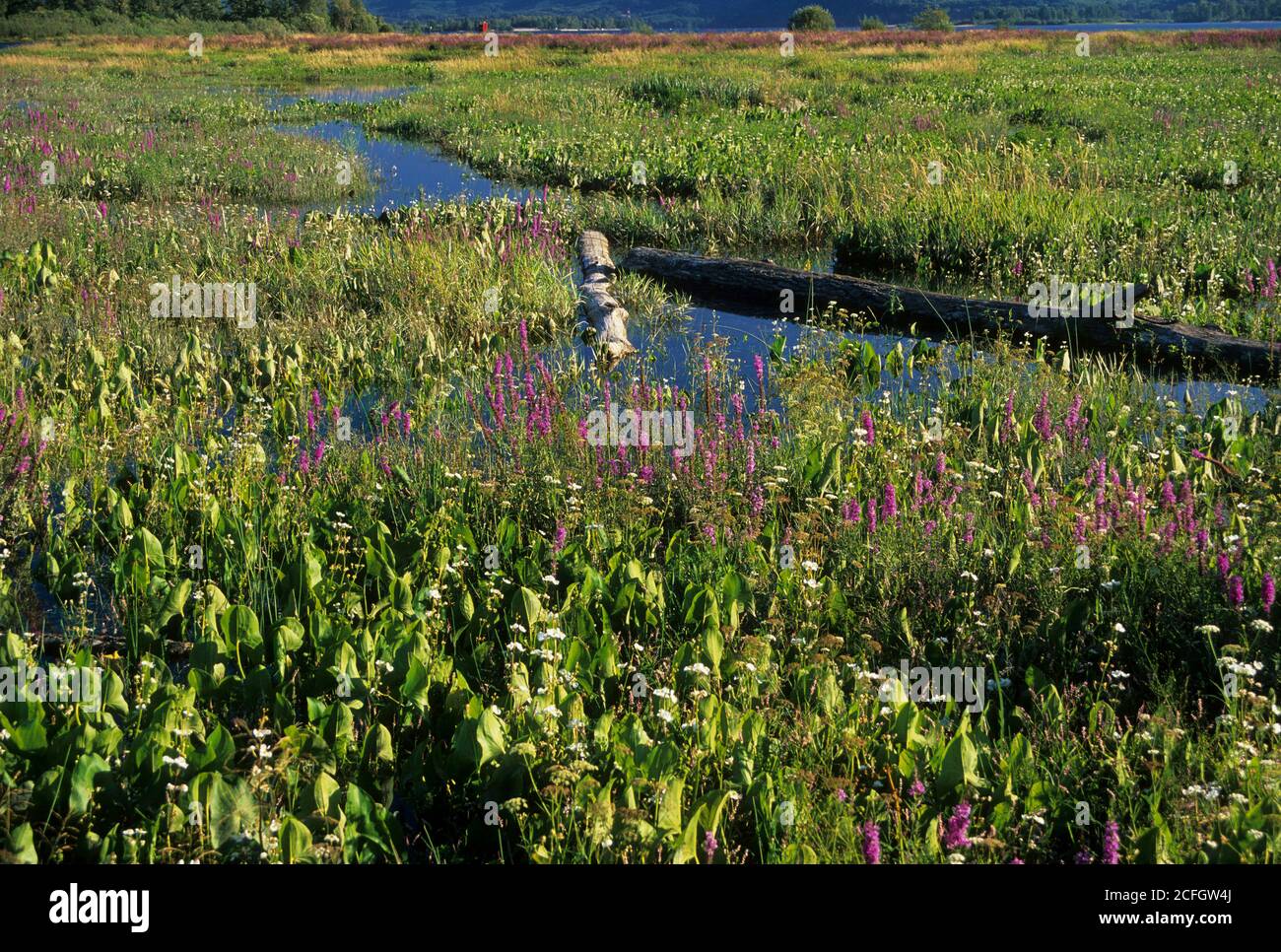 Julia butler hansen refuge hi-res stock photography and images - Alamy