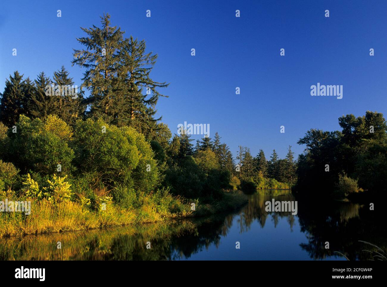 Julia butler hansen refuge for the columbian white tailed deer hi-res ...
