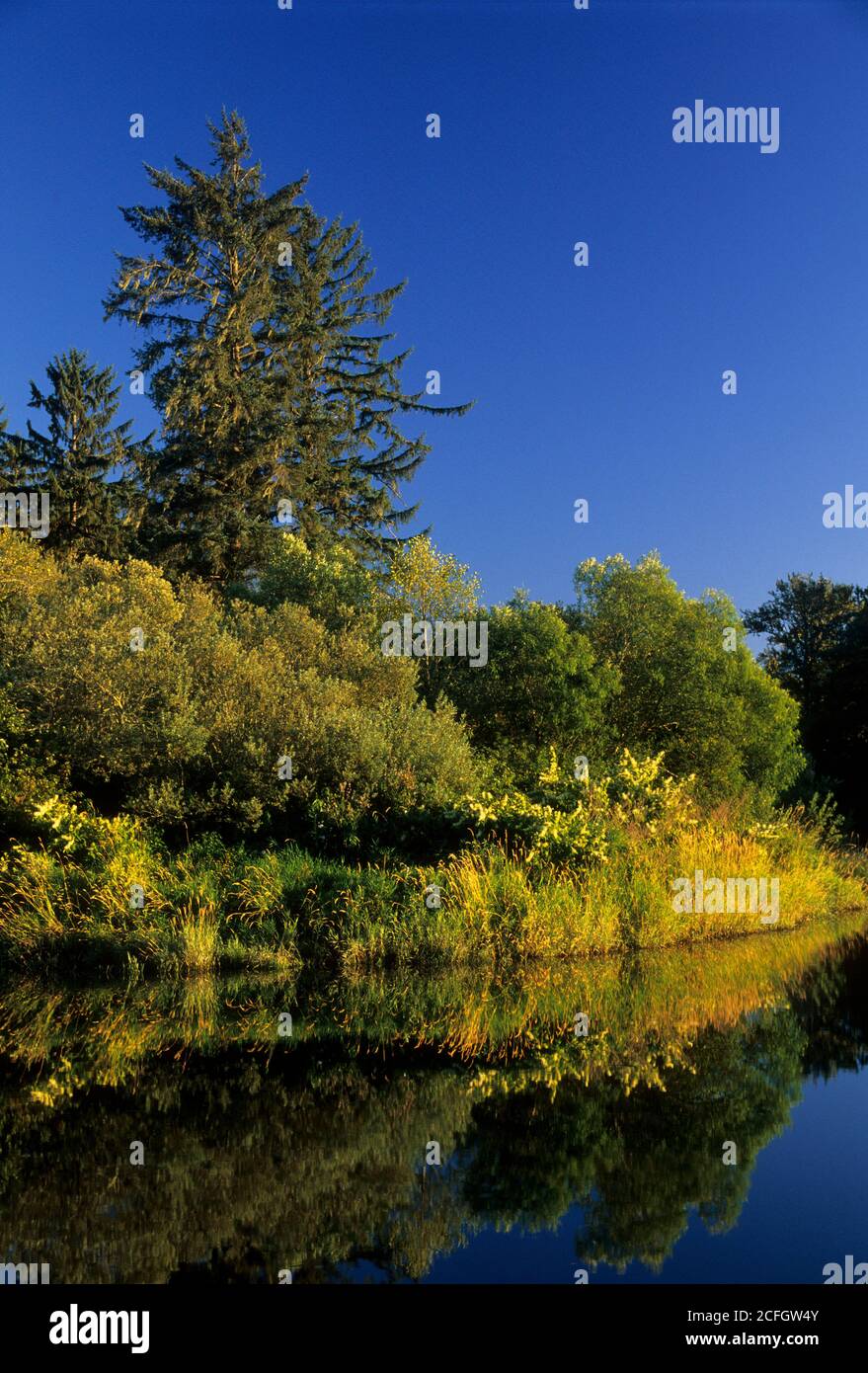 Steamboat Slough, Julia Butler Hansen Refuge for the Columbian White ...