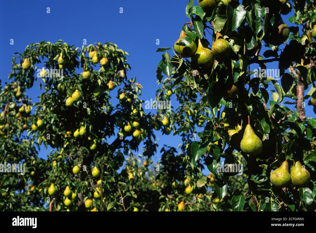 Naches hi-res stock photography and images - Alamy