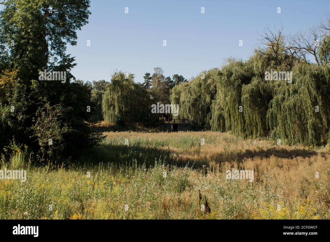 a big green meadow in the forest Stock Photo - Alamy