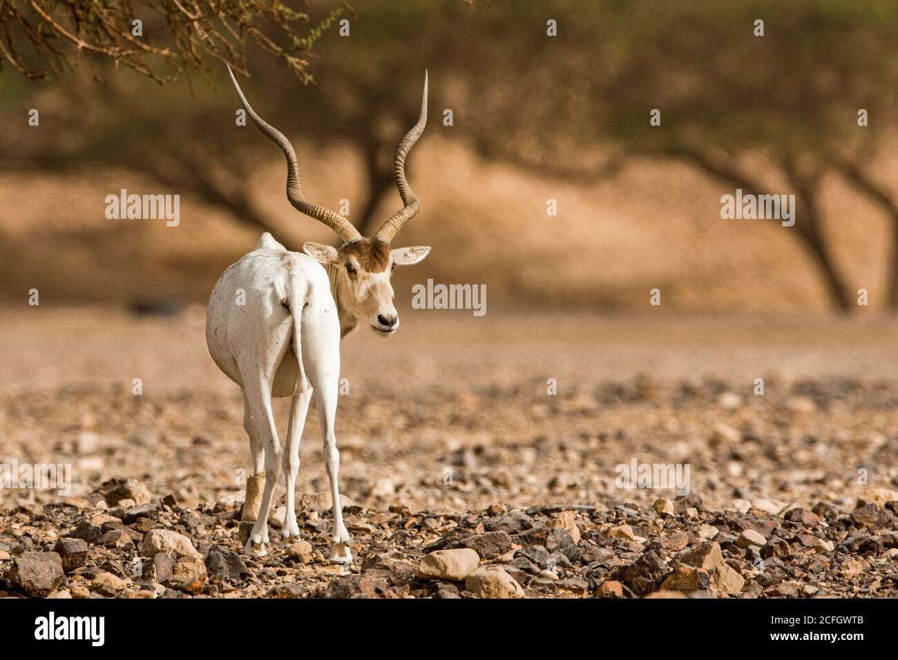 Addax hi-res stock photography and images - Alamy