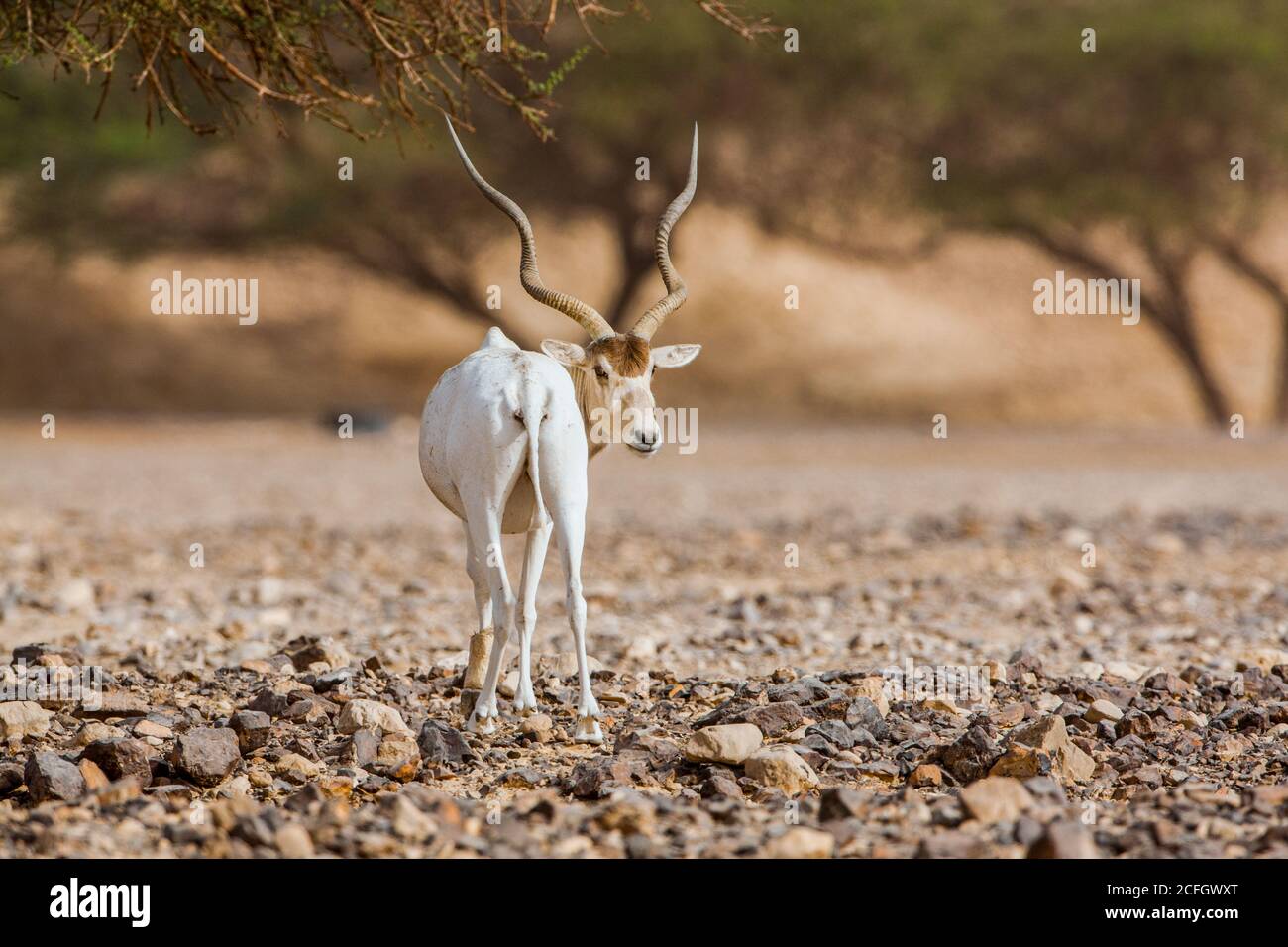 Addax hi-res stock photography and images - Alamy