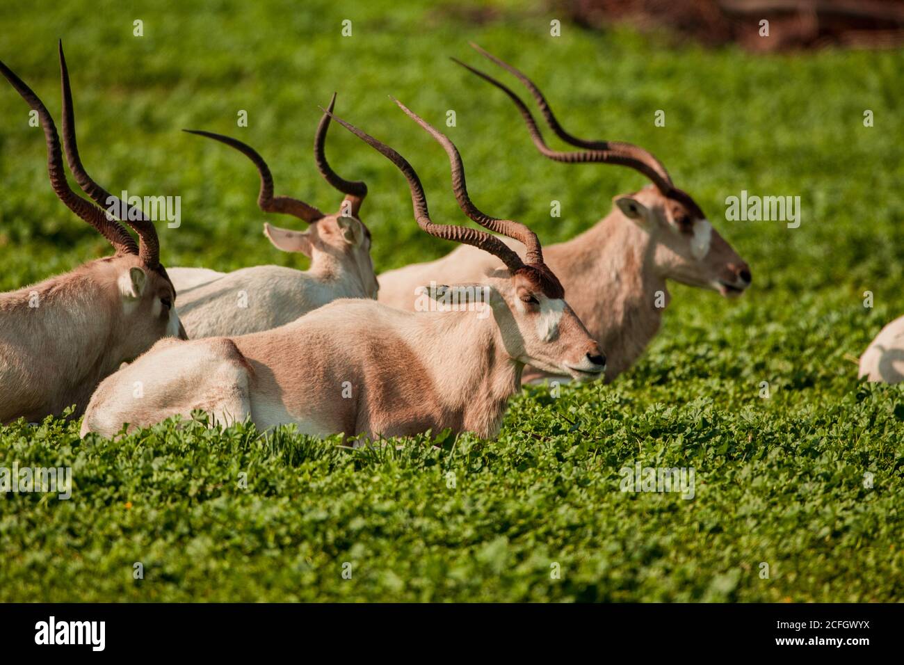 Addax hi-res stock photography and images - Alamy
