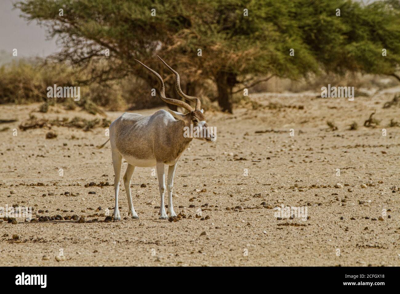 Addax addax hi-res stock photography and images - Alamy