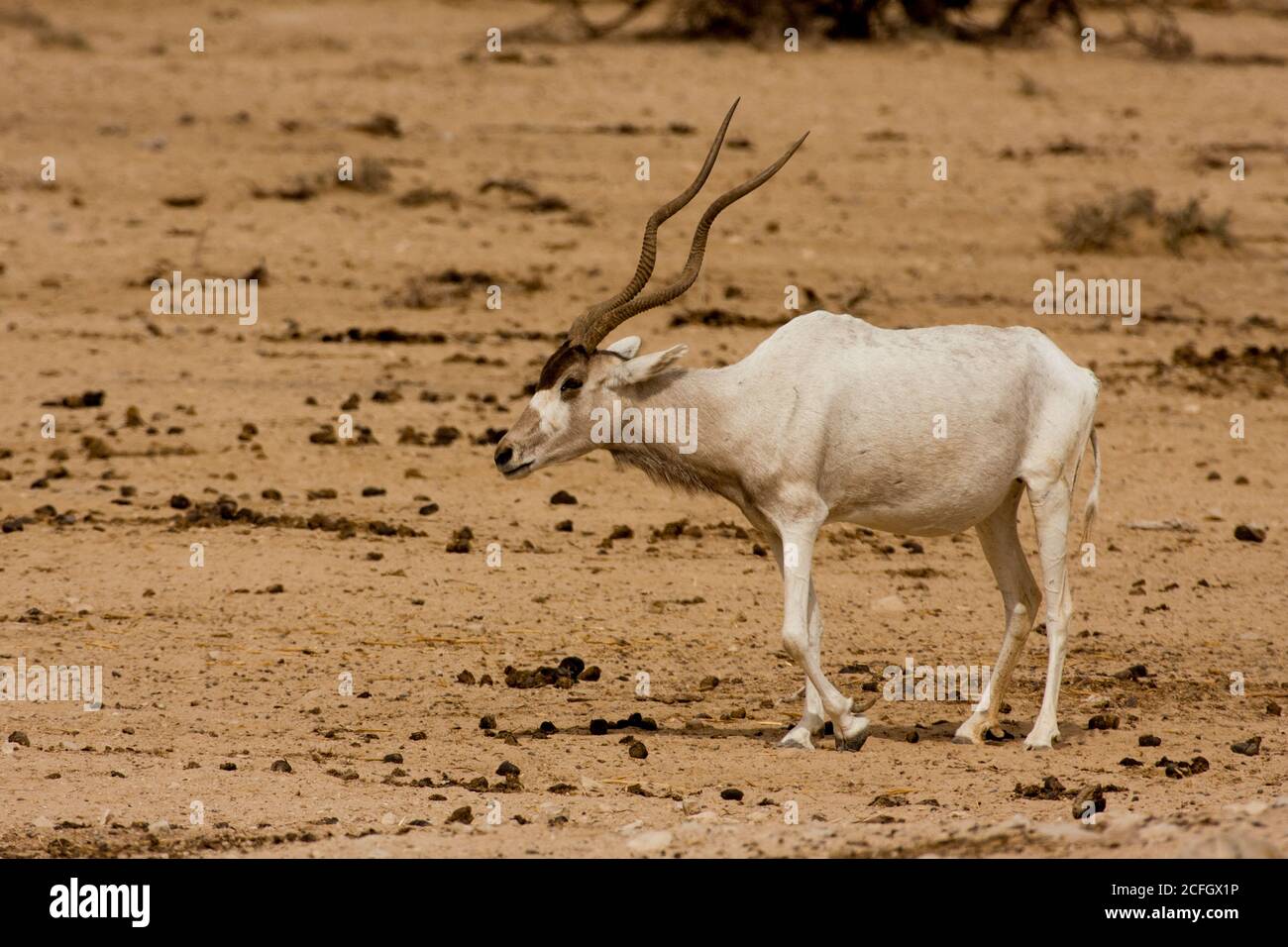 Addax hi-res stock photography and images - Alamy