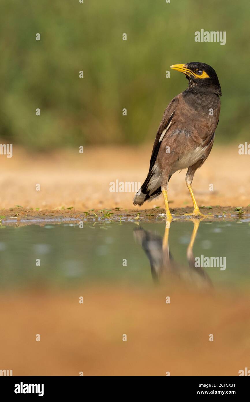 Indian myna hi-res stock photography and images - Alamy