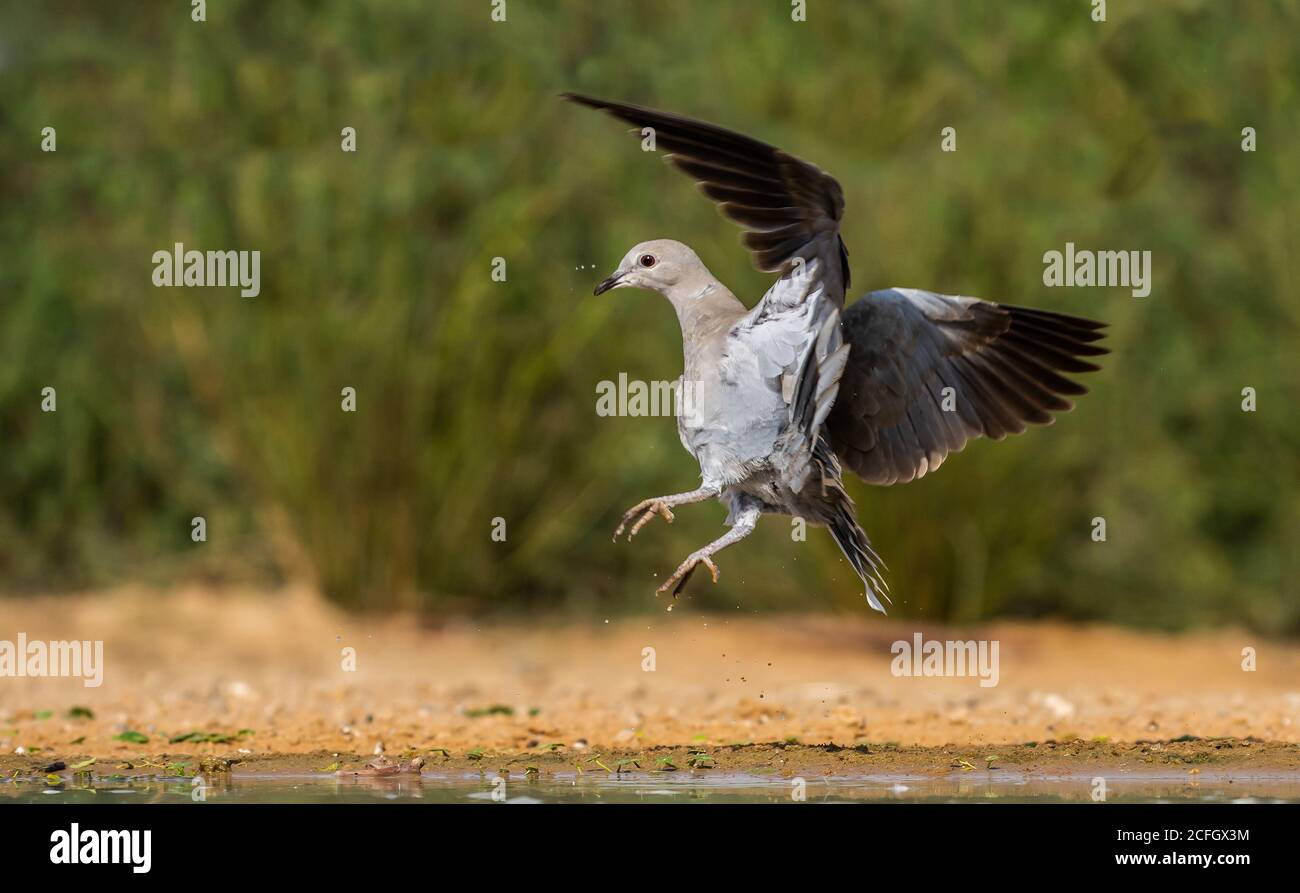 Eurasian collared dove (Streptopelia decaocto Stock Photo - Alamy