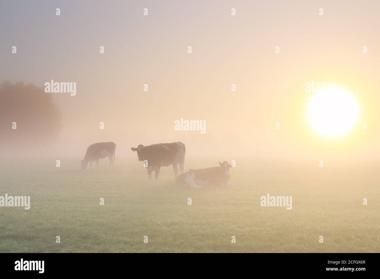 Cows graze on golden hi-res stock photography and images - Alamy