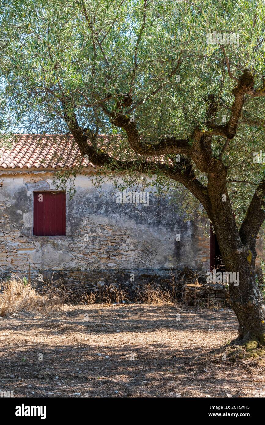 an old greek farm building or barn in an olive grove with olive trees ...