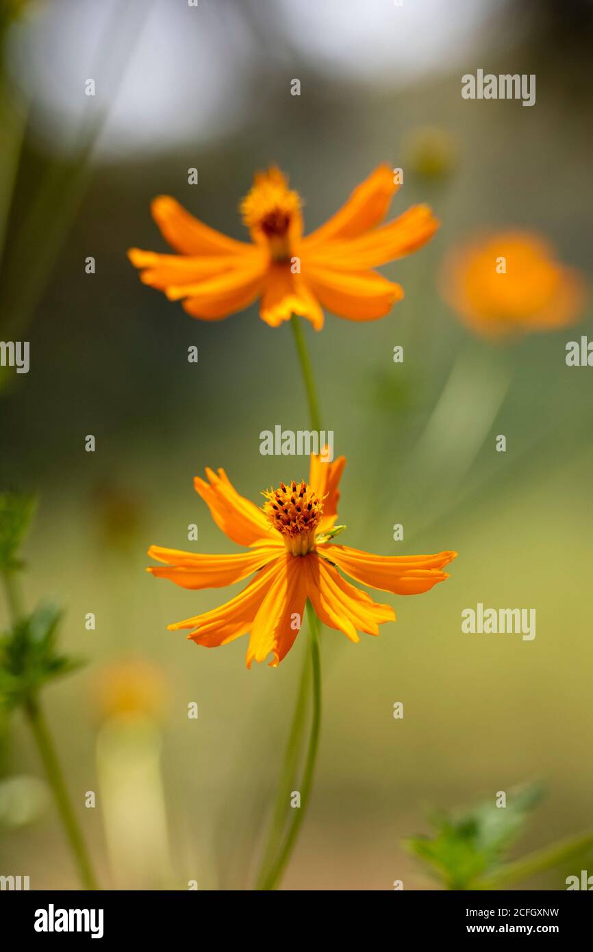 Long stalks of flowers hi-res stock photography and images - Alamy